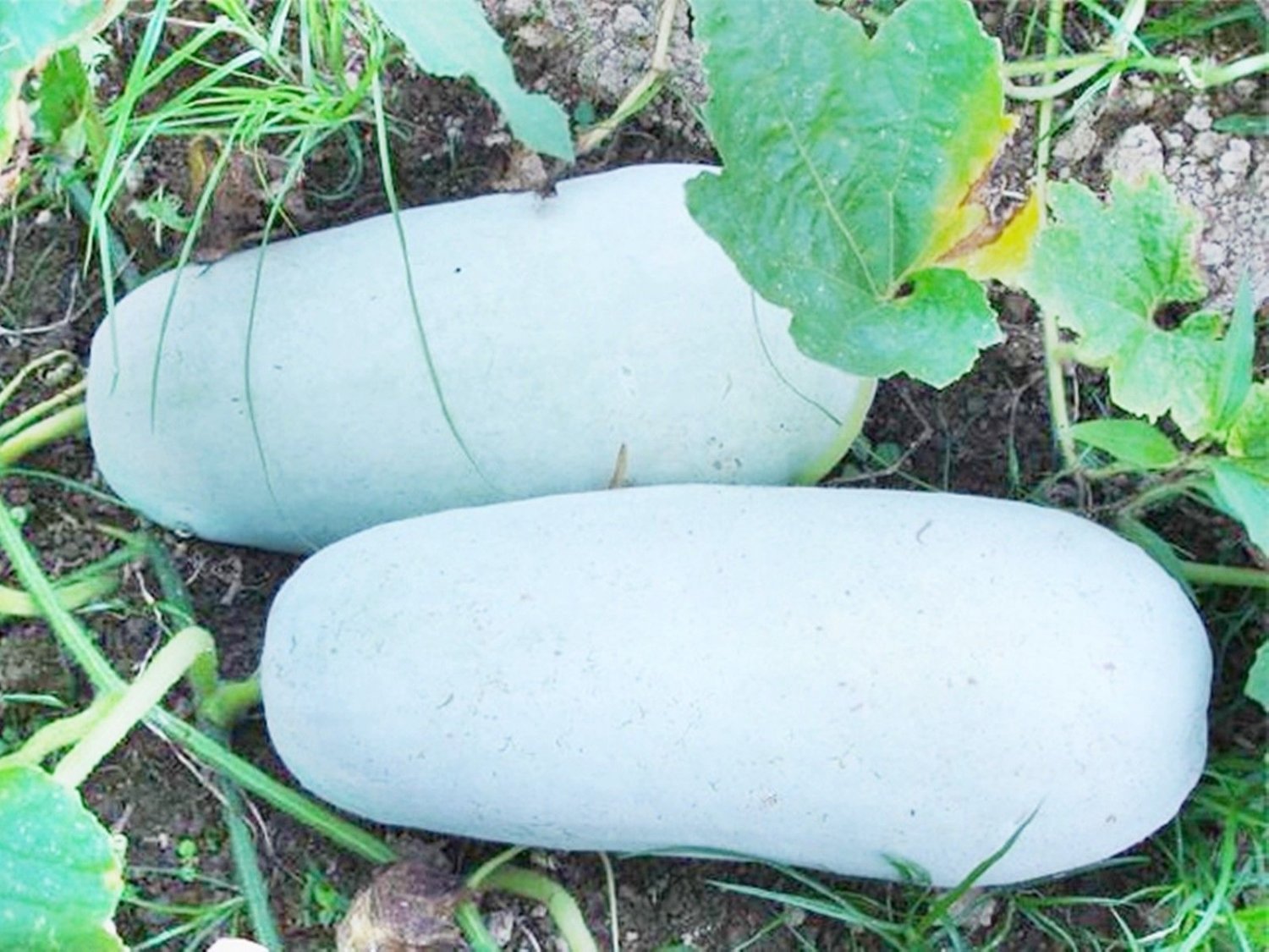 10 Thai Big Bottle Gourd Seeds,Organic Vegetable Calabash Long Edible ...