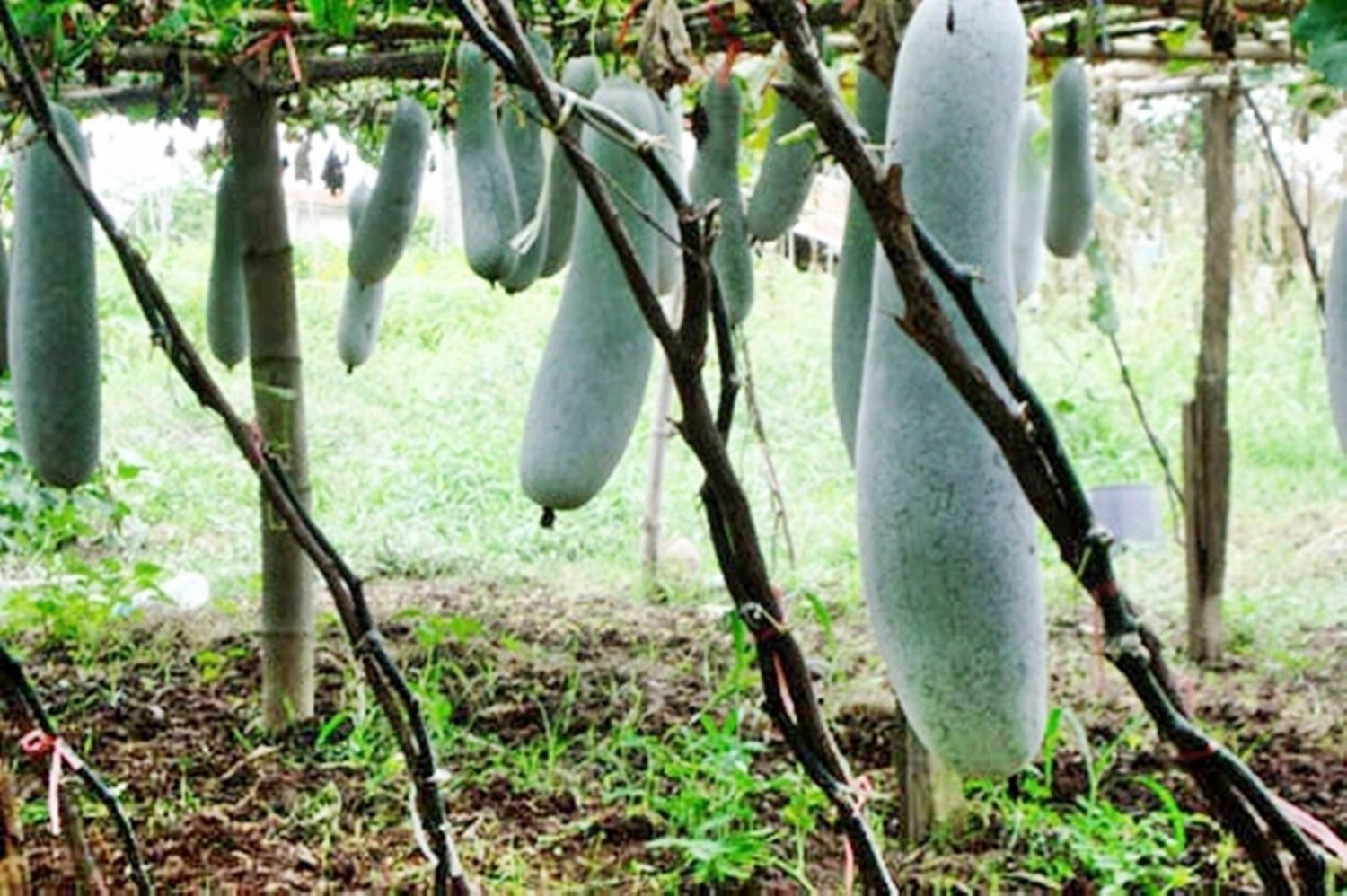10 Thai Big Bottle Gourd Seeds,Organic Vegetable Calabash Long Edible ...