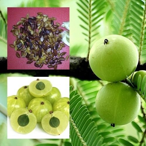 Phyllanthus emblica 20 seeds Indian gooseberry for planting