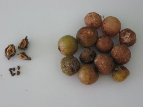 Phyllanthus emblica 20 seeds Indian gooseberry for planting