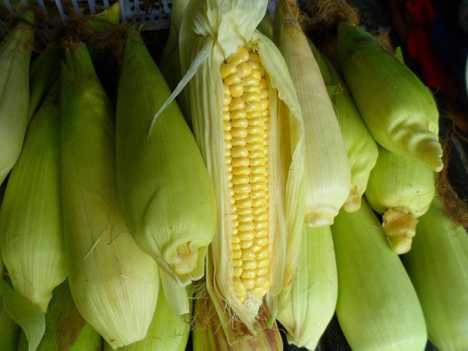 20 seeds Waxy corn(sai-nam-pueng), Zea mays ceratina sweet corn Thai