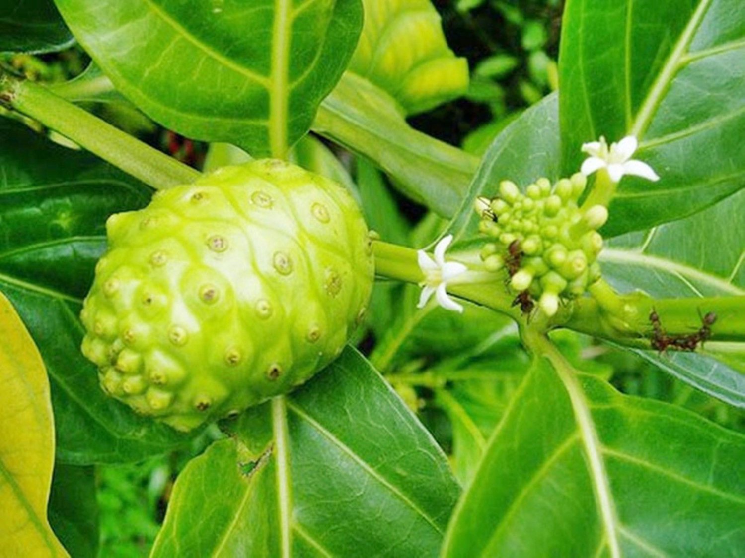 20 Thai Noni Seeds,Very Rare Fruit Mulberry Great Morinda Citrifolia ...