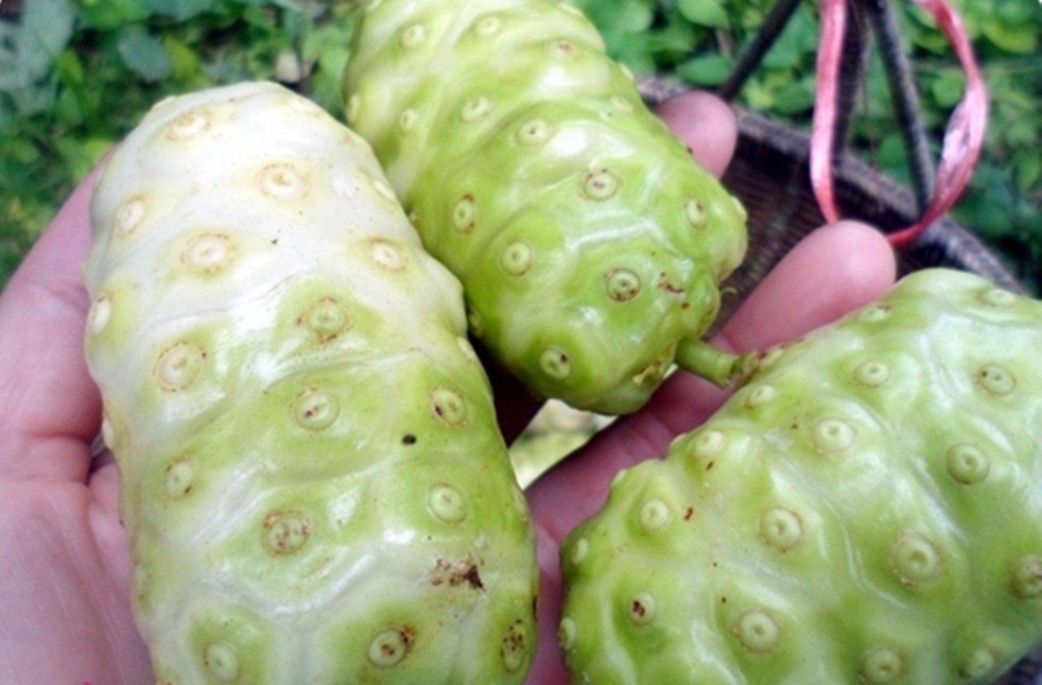 20 Thai Noni Seeds,Very Rare Fruit Mulberry Great Morinda Citrifolia ...