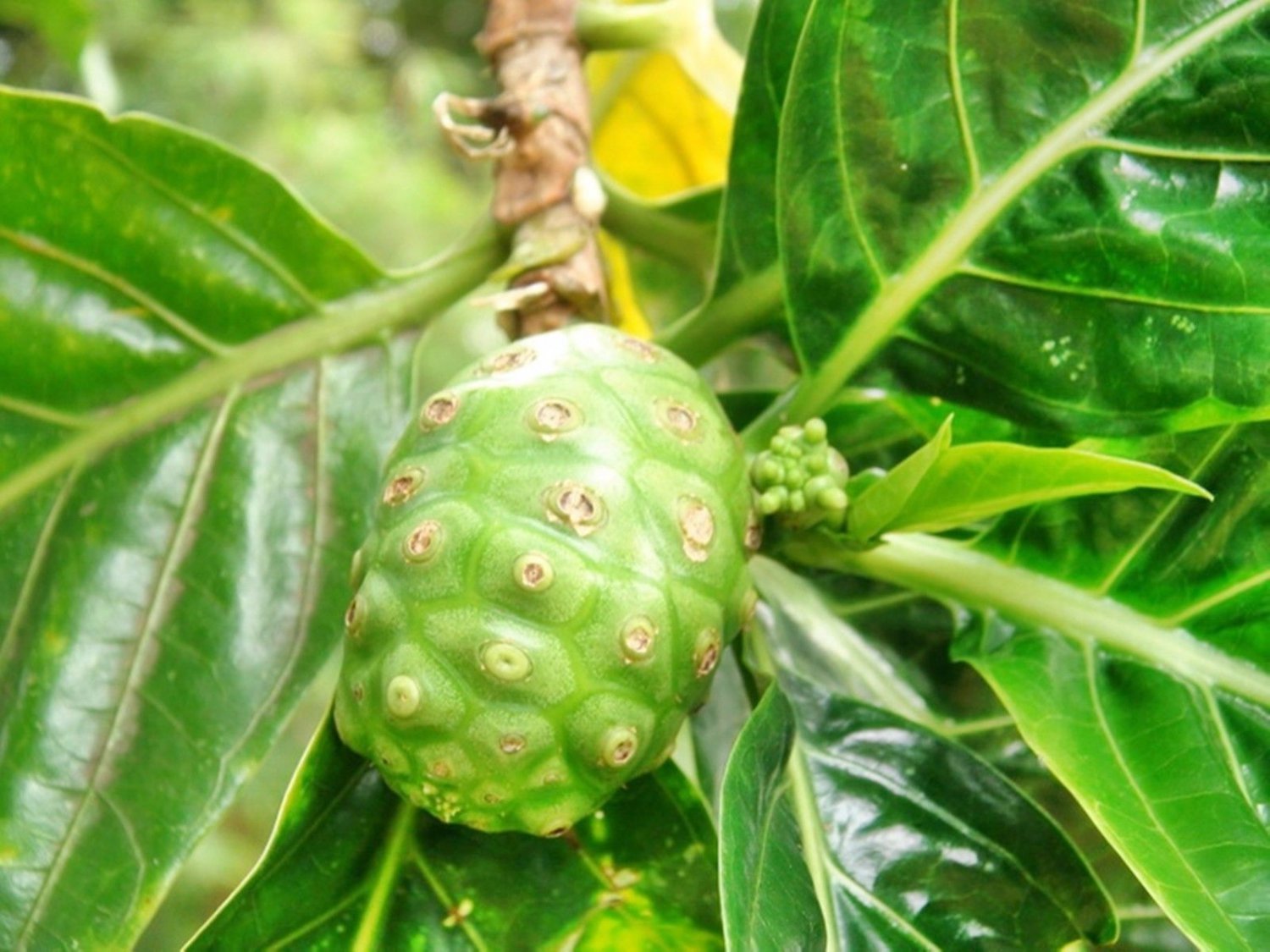 20 Thai Noni Seeds,Very Rare Fruit Mulberry Great Morinda Citrifolia ...