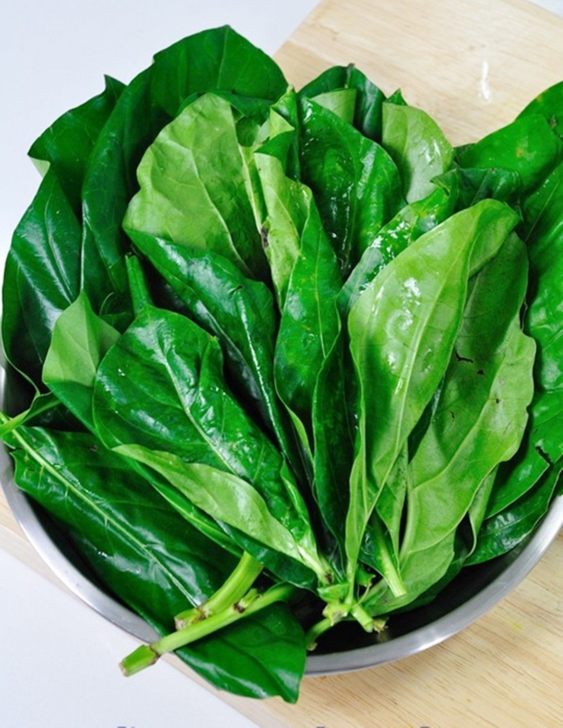 20 Thai Noni Seeds,Very Rare Fruit Mulberry Great Morinda Citrifolia ...