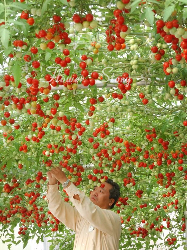 20 Italian Tree Tomato *RARE HEIRLOOM!!* SEEDS OF LIFE TOMATO GIANT TREE
