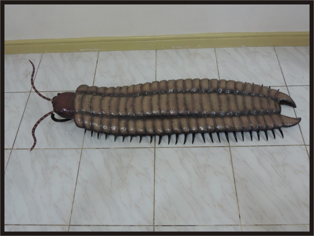 Custom Made Life Size Anthropleura Prehistoric Giant Centipede Pre ...