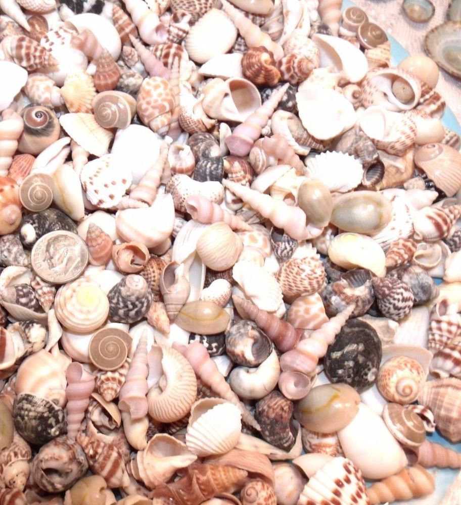 30 Seashells Mix Shells Beachy Coastal Vase Filler Conch Spiral Clam ...
