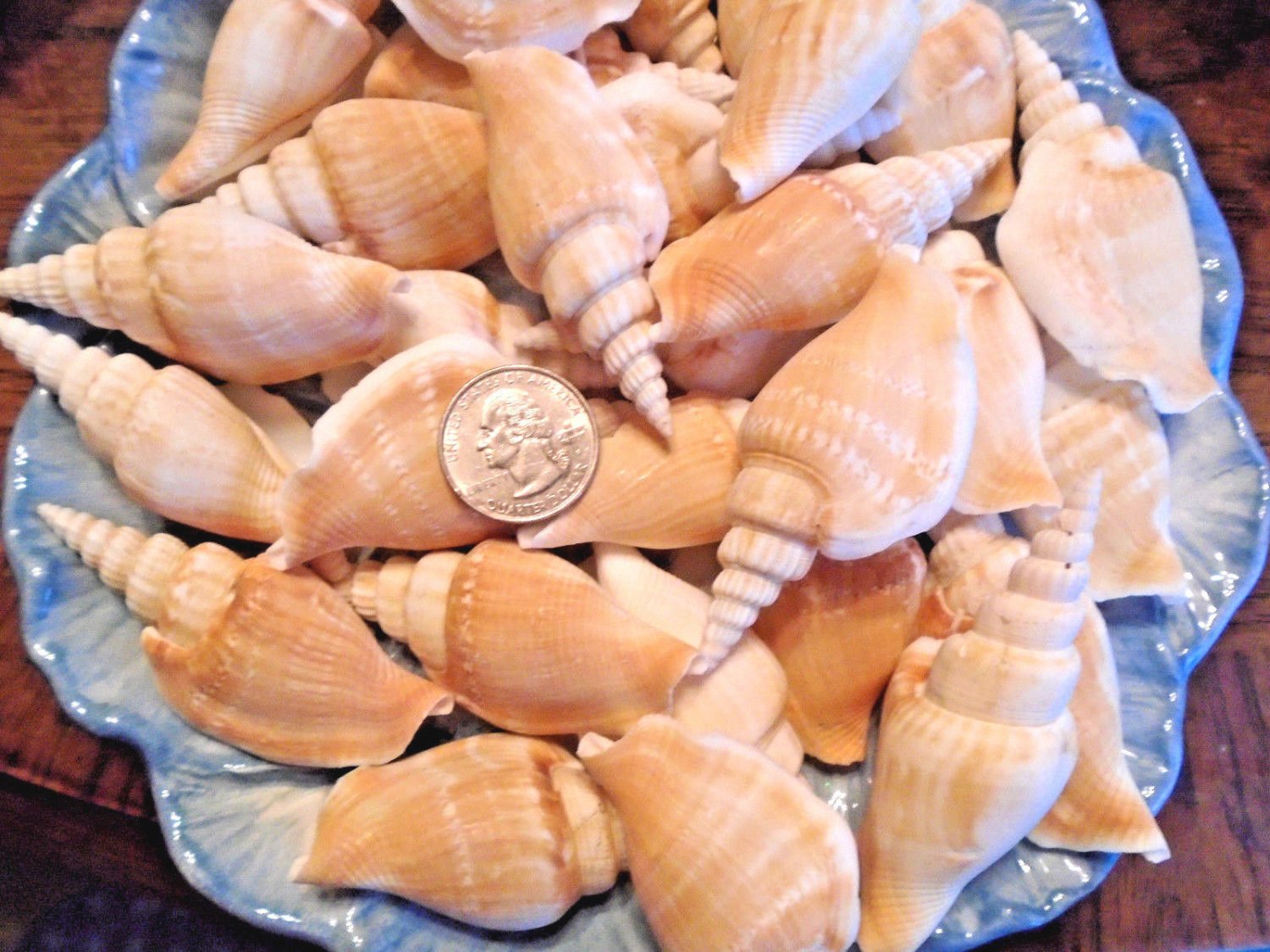Large Lt. Tan Beige Seashells Crafts Shells Lot Wedding Beach Spiral ...