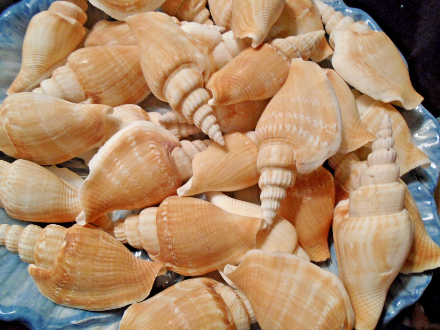 Large Lt. Tan Beige Seashells Crafts Shells Lot Wedding Beach Spiral ...