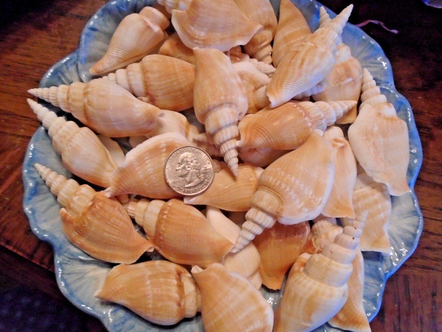 Large Lt. Tan Beige Seashells Crafts Shells Lot Wedding Beach Spiral ...