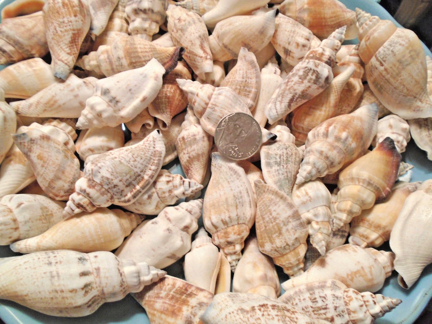 Large Lt. Tan Beige Seashells Crafts Shells Lot Wedding Beach Spiral ...
