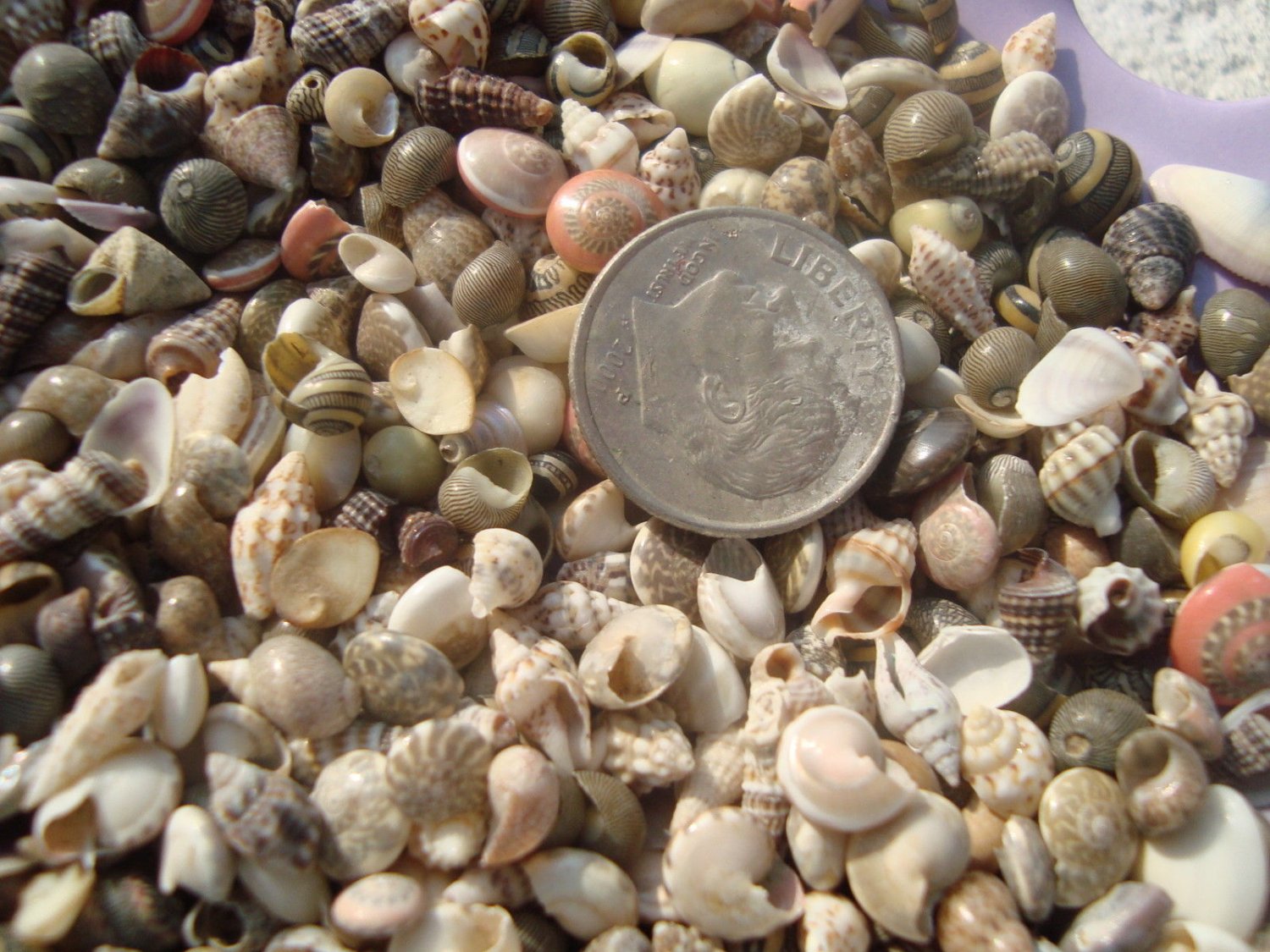 Large Lt. Tan Beige Seashells Crafts Shells Lot Wedding Beach Spiral ...