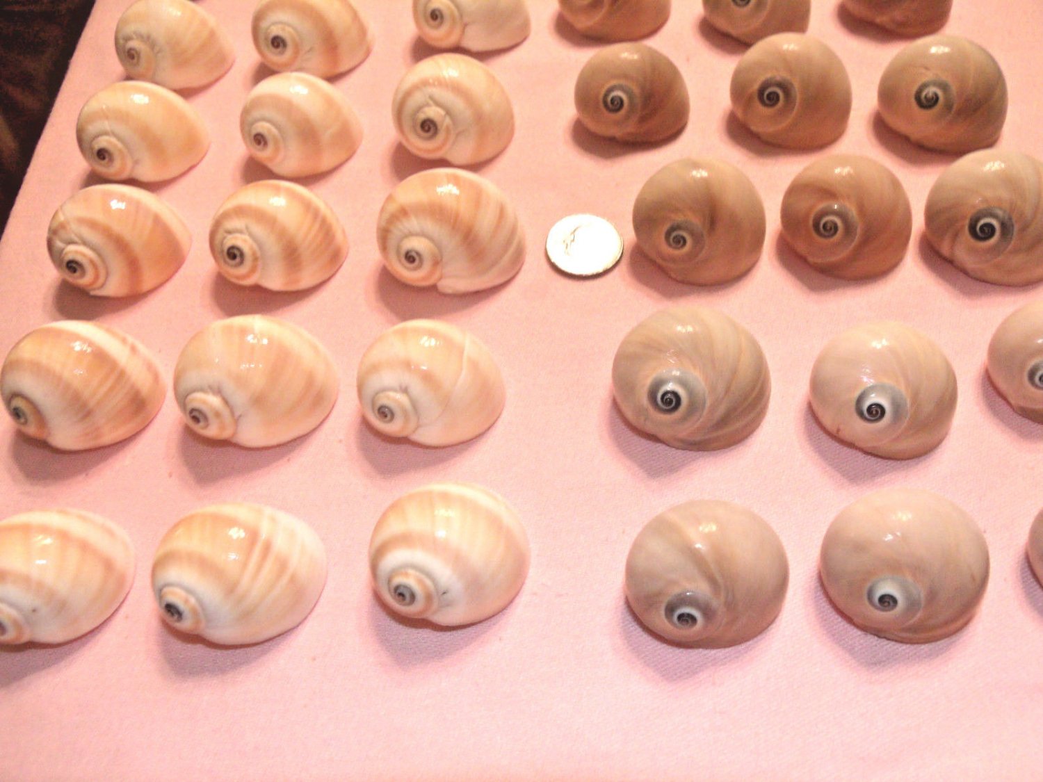 15 Small Shark & Whales Eyes Seashells Crafts Shell Beach Aquarium ...