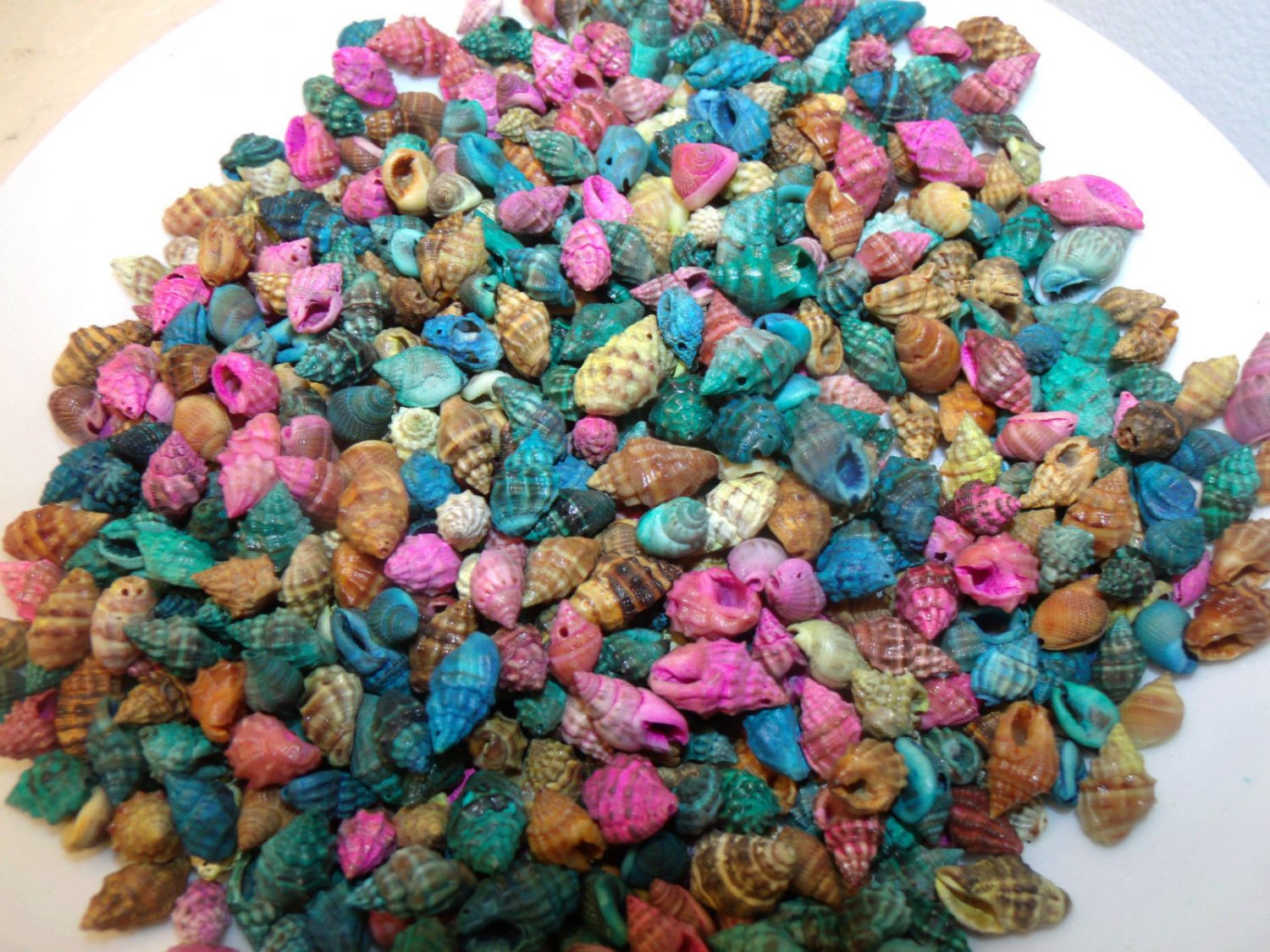 15 Small Shark & Whales Eyes Seashells Crafts Shell Beach Aquarium ...