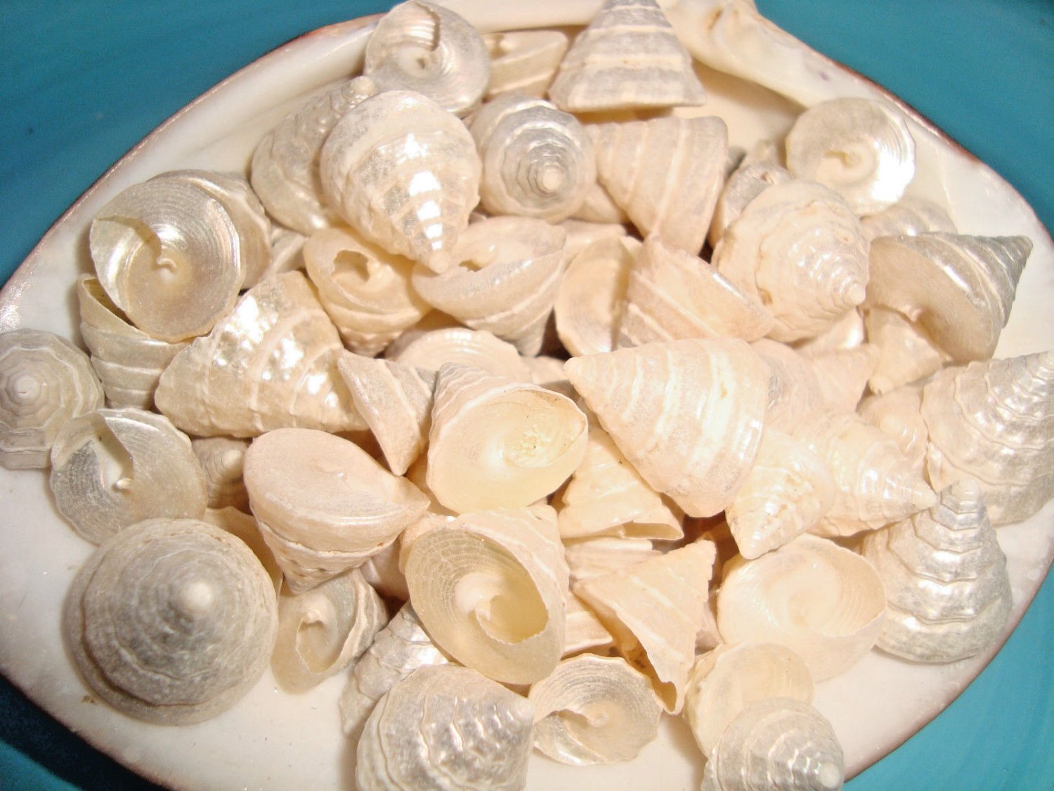 15 Small Shark & Whales Eyes Seashells Crafts Shell Beach Aquarium ...