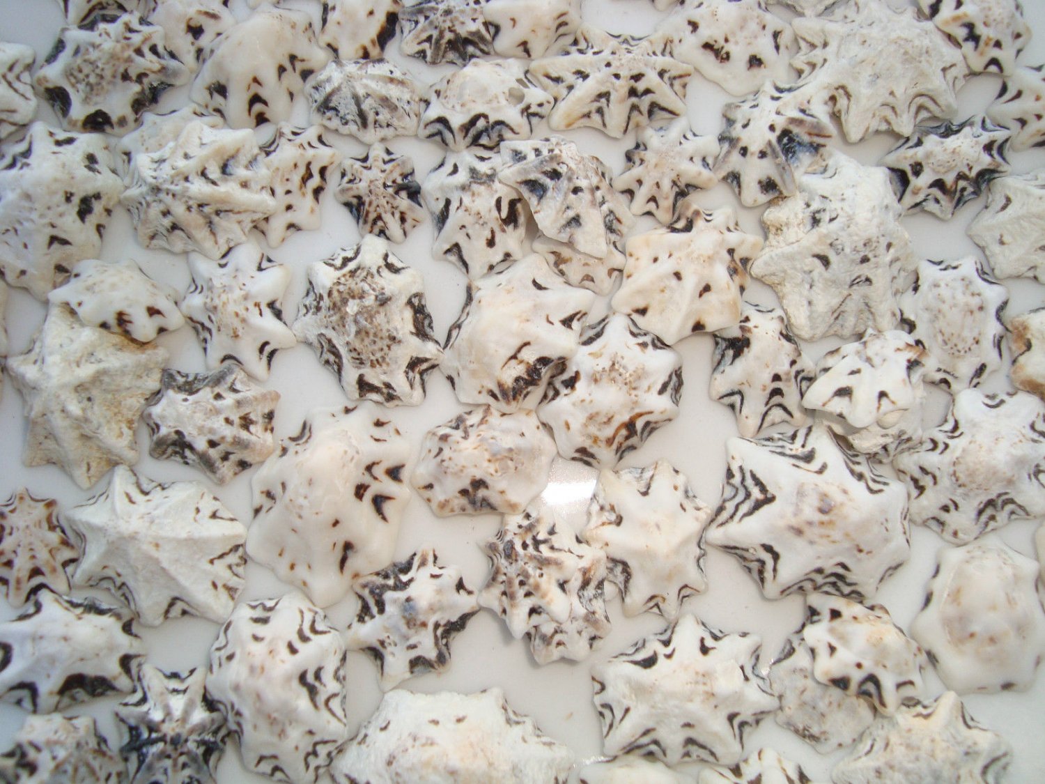 15 Small Shark & Whales Eyes Seashells Crafts Shell Beach Aquarium ...