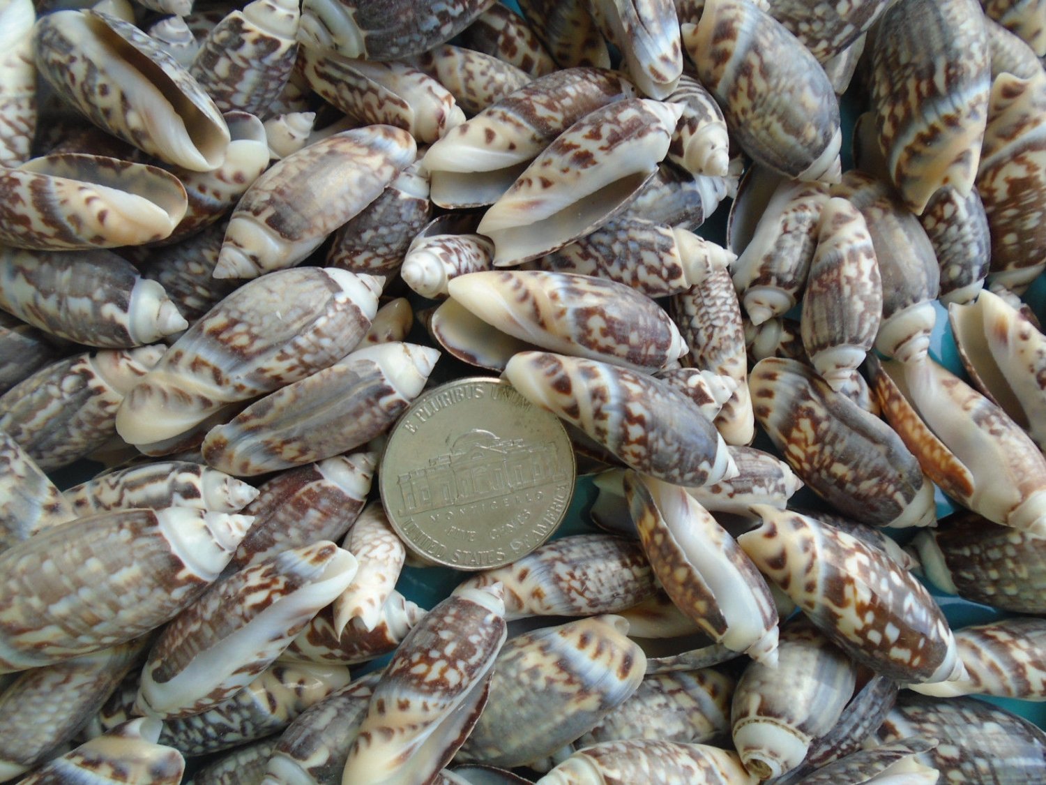 Olive Seashells Crafts Chulla Shells Lot Wedding Beach Spiral Conch Brown