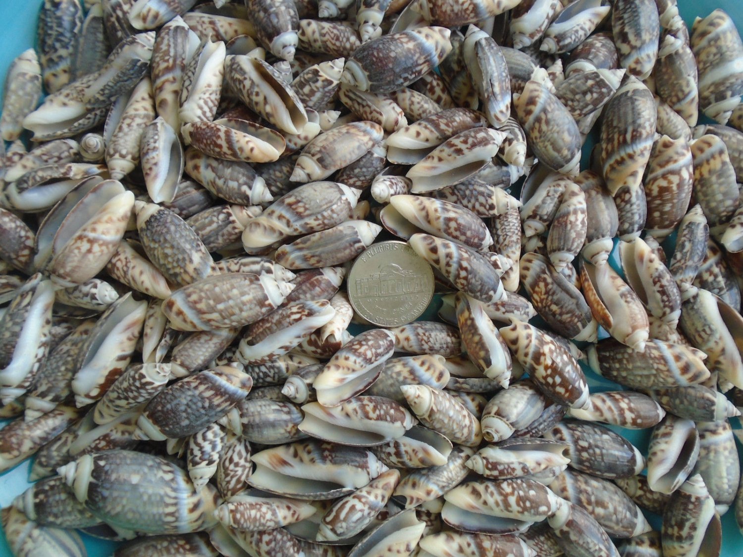 Olive Seashells Crafts Chulla Shells Lot Wedding Beach Spiral Conch Brown