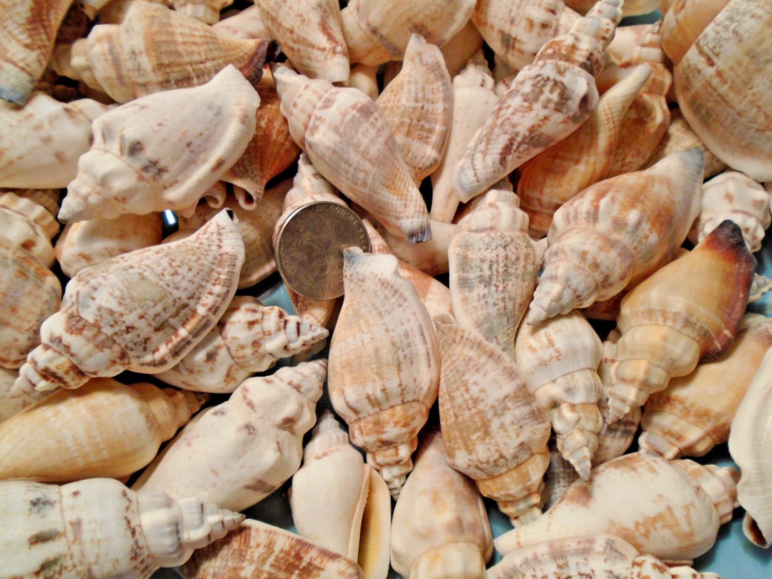 Olive Seashells Crafts Chulla Shells Lot Wedding Beach Spiral Conch Brown
