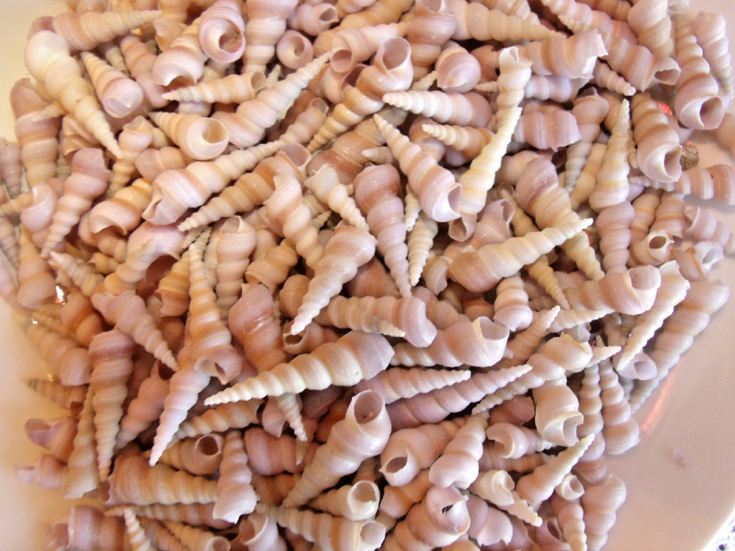 Olive Seashells Crafts Chulla Shells Lot Wedding Beach Spiral Conch Brown