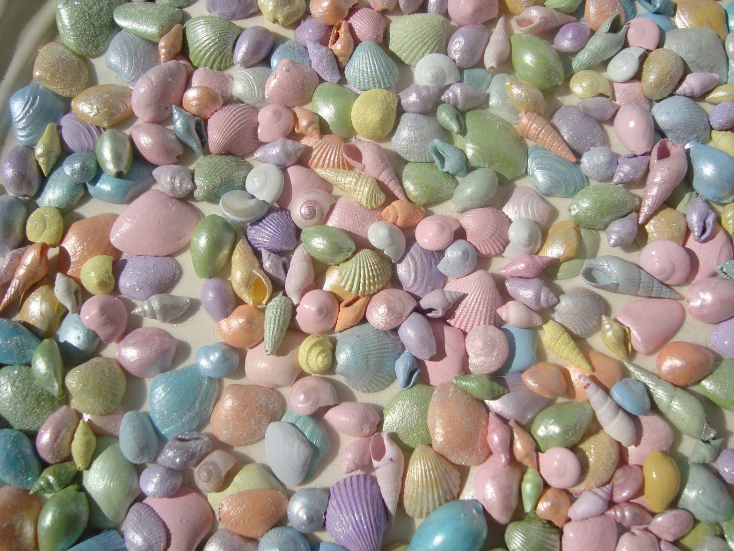 Olive Seashells Crafts Chulla Shells Lot Wedding Beach Spiral Conch Brown