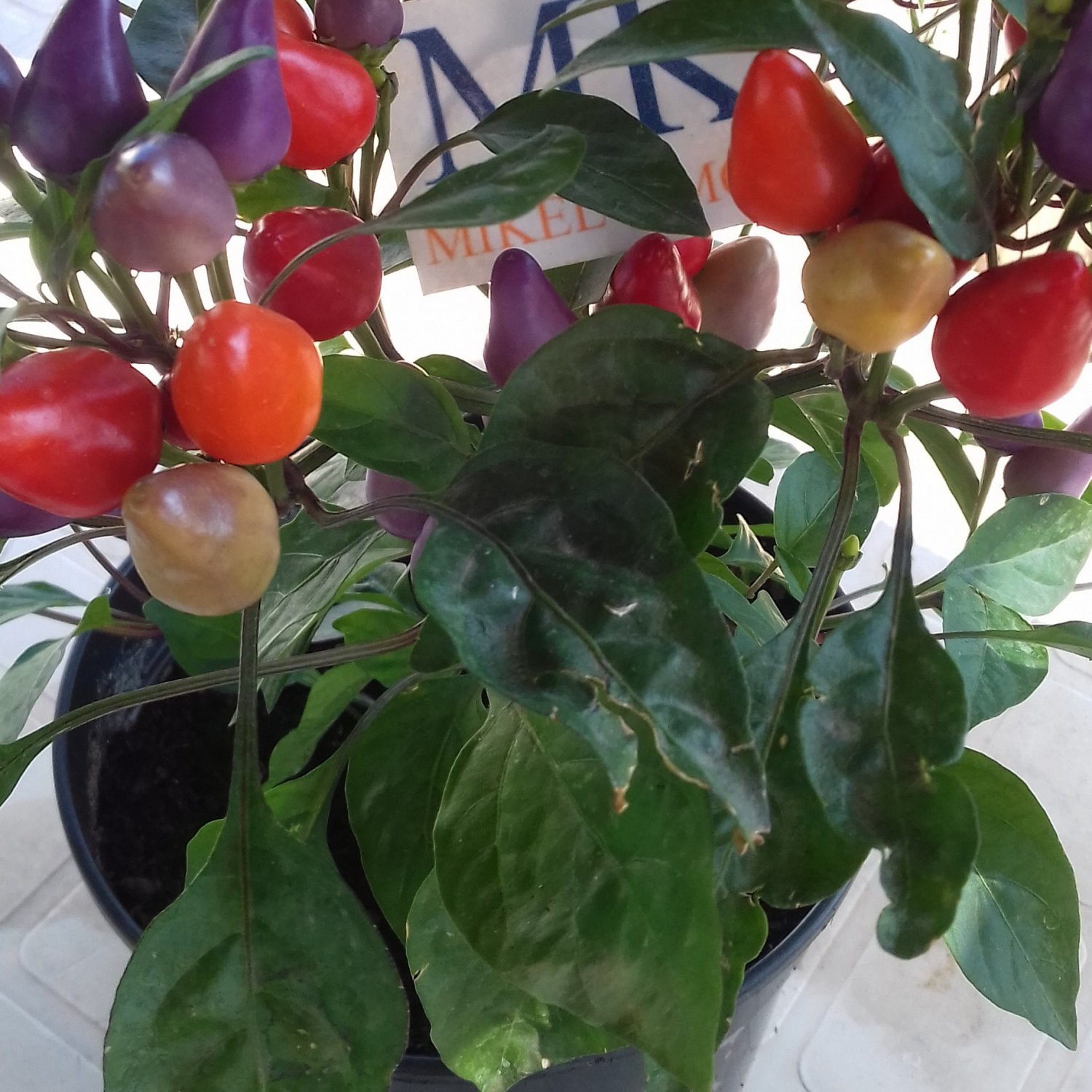CHILLI AURORA, MULTICOLOR Capsicum annuum, 20 SEEDS, homegrown (39)