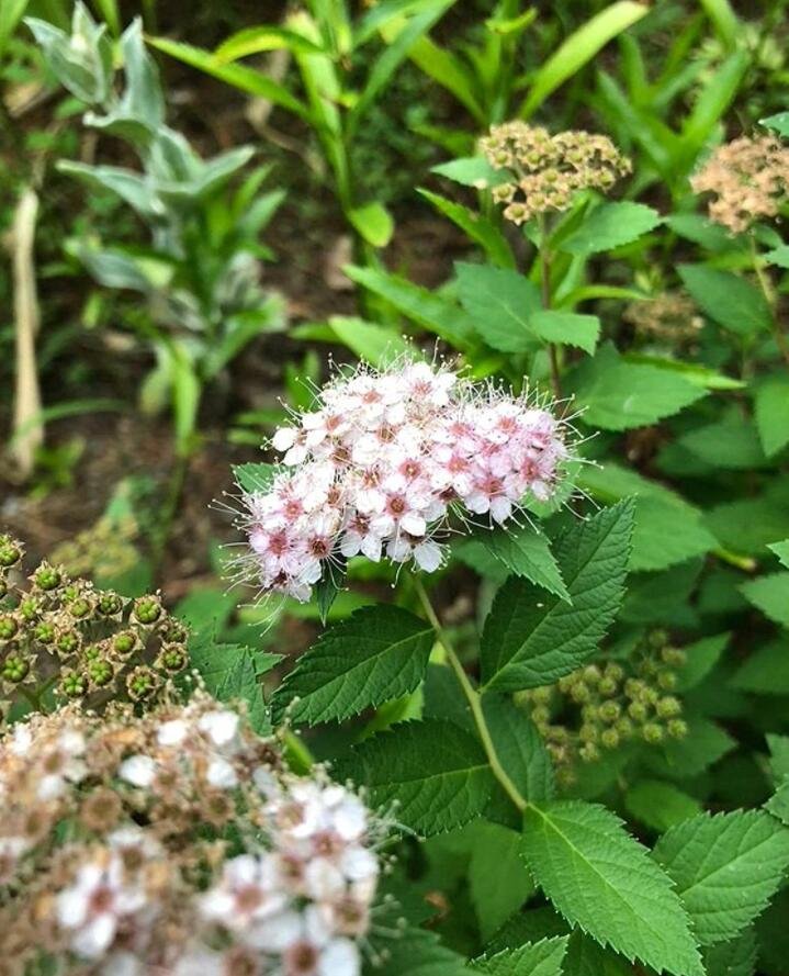 FRESH Spirea Japanese Meadowsweet 200 Seeds Easy to Seasons
