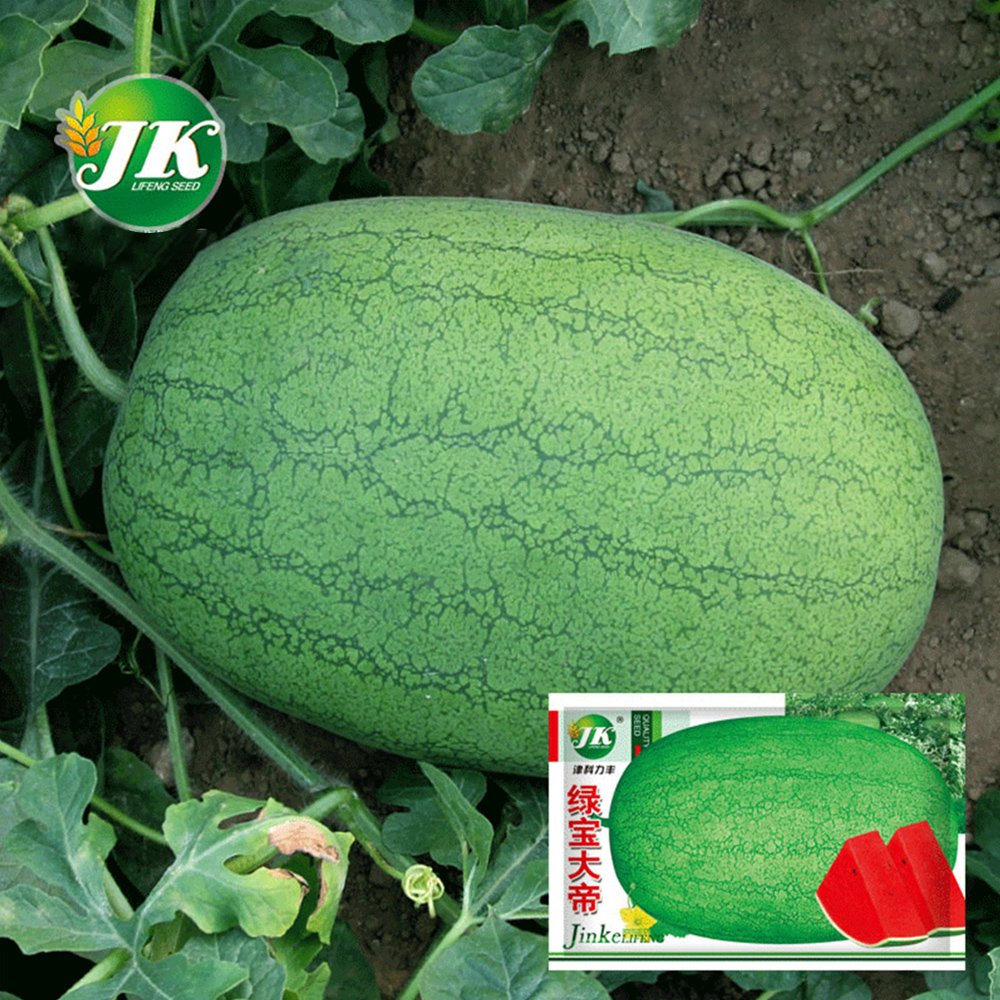 FRESH 5 Bags (50 Seeds / Bag) 'Green Emperor' Watermelon Seeds