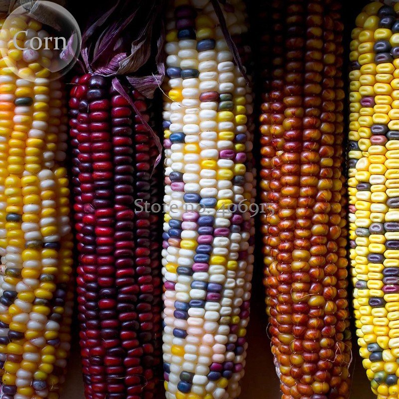 FRESH Heirloom Colorful Hybrid Corn, 20 Seeds, edible non-gmo ...