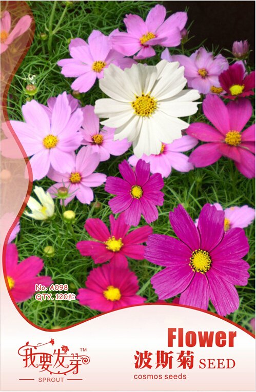 FRESH 10 Original Packs, 120 seeds / pack, Fresh Coreopsis Seeds Mix ...