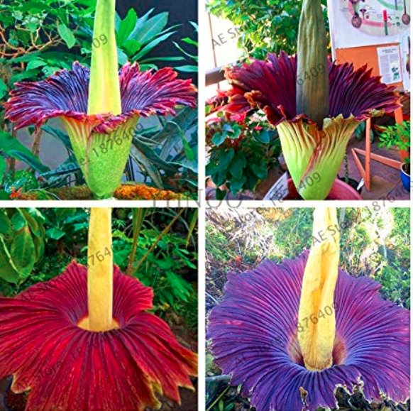 FRESH Flower Flores,Biggest Flower in The World,Corpse Flower,10pcs ...
