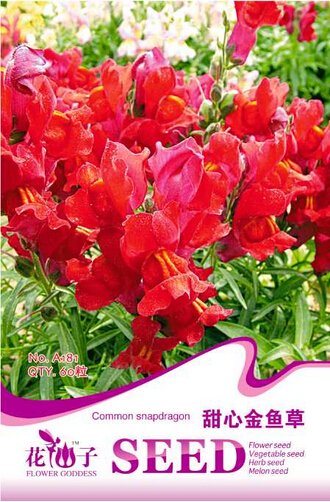 FRESH Red Baby Snapdragon Seeds, Original Pack, 60 Seeds / Pack ...