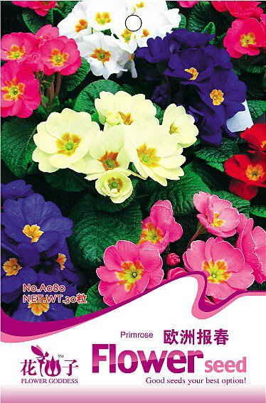 FRESH 1 Original Pack, 30 Seeds / Pack, Primula Vulgaris Mix Common ...