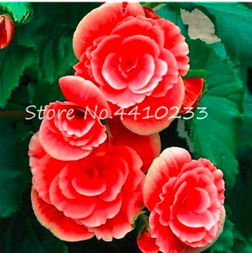 FRESH 100 Pcs Colorful Begonia Bonsai, Mixed Color Rieger Begonias ...