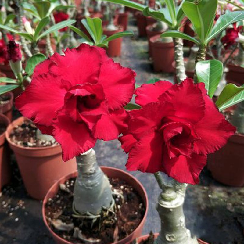 FRESH 16 Types Adenium Seeds Red, White Red Stripe,White Red Edge ect ...