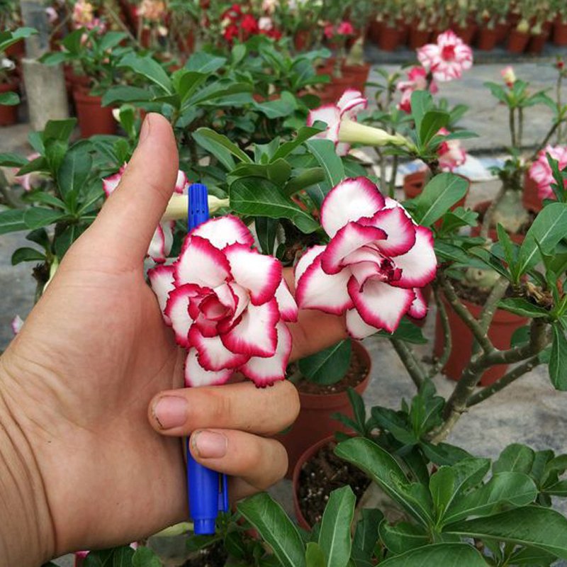 FRESH 16 Types Adenium Seeds Red, White Red Stripe,White Red Edge ect ...