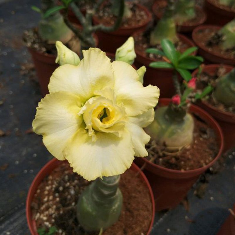 FRESH 16 Types Adenium Seeds Red, White Red Stripe,White Red Edge ect ...