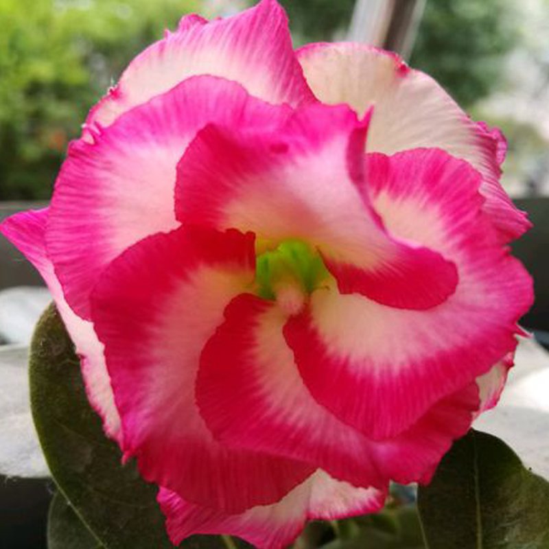 FRESH 16 Types Adenium Seeds Red, White Red Stripe,White Red Edge ect ...