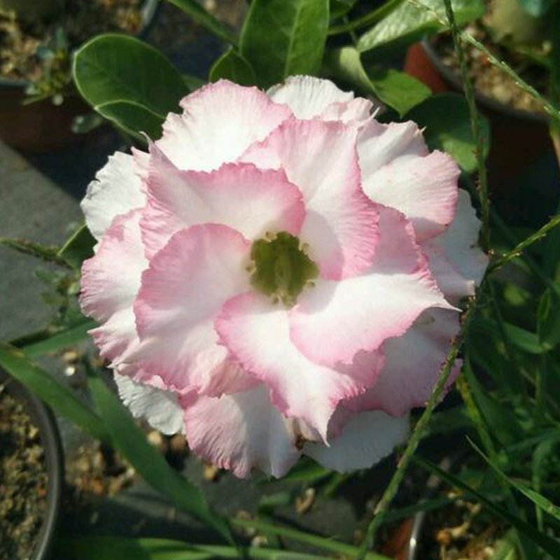 FRESH 16 Types Adenium Seeds Red, White Red Stripe,White Red Edge ect ...