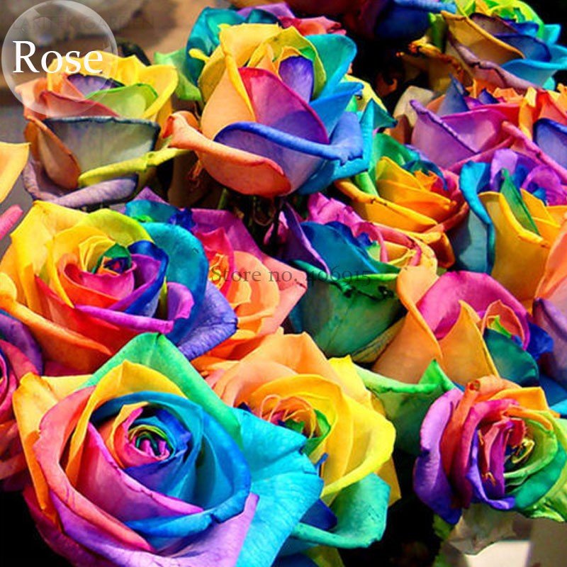 FRESH Colorful Rainbow Rose Valentine Lover Flower, 50 Seeds, light ...