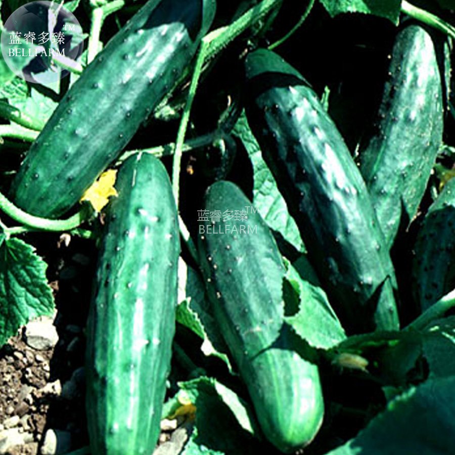 FRESH Dark Green Short Cucumber Bonsai, 1000pcs Seeds Vine Vegetables ...