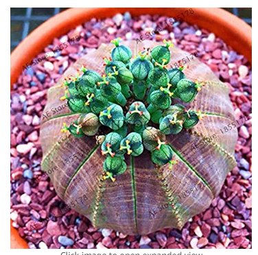 FRESH Euphorbia obesa Flower,100 pcs/Bag Real Mini Euphorbia obesa Flores Perennial Plant,Plant for