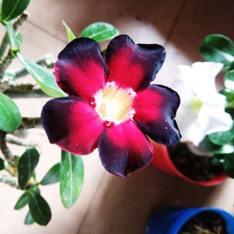 FRESH 16 Types Adenium Seeds Red, White Red Stripe,White Red Edge ect ...