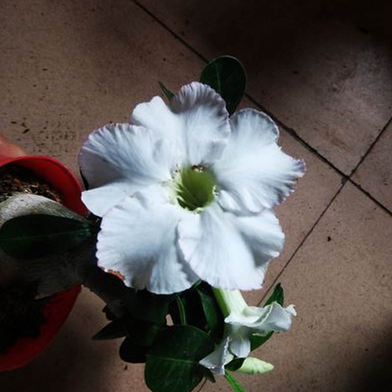FRESH 16 Types Adenium Seeds Red, White Red Stripe,White Red Edge ect ...