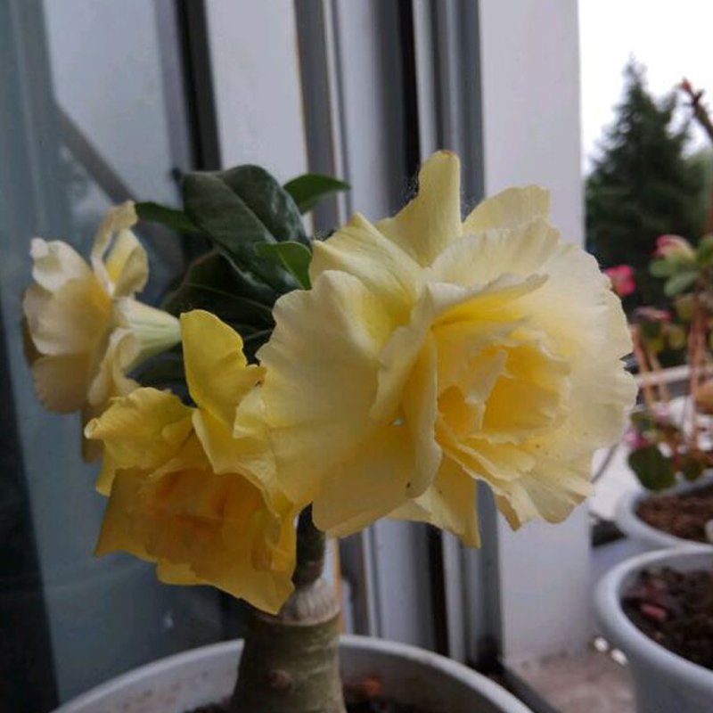 FRESH 16 Types Adenium Seeds Red, White Red Stripe,White Red Edge ect ...