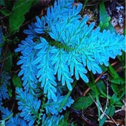 FRESH 100PCS Japanese Creeper Boston Fern Plant Vines Climbing Plants ...