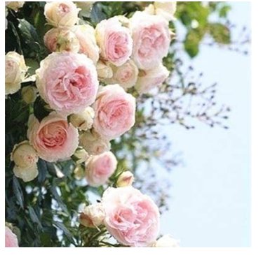 FRESH 300 pcs Rose Tree Rosa Flower Mini Climbing Rose Tree Mini ...
