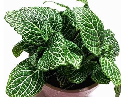 FRESH Fittonia Verschaffeltii Seed Mini Easy Planting Fun Potted ...