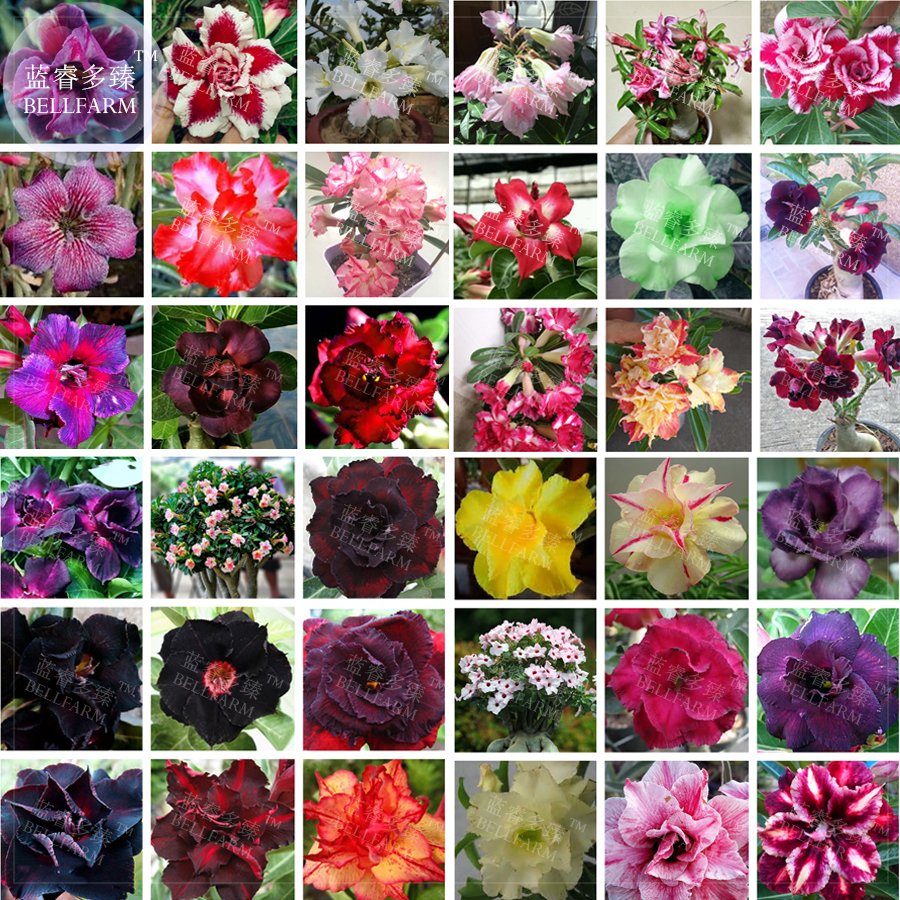 FRESH Adenium Mixed 36 Colors Colorful Flowers, 100pcsseeds/pack ...
